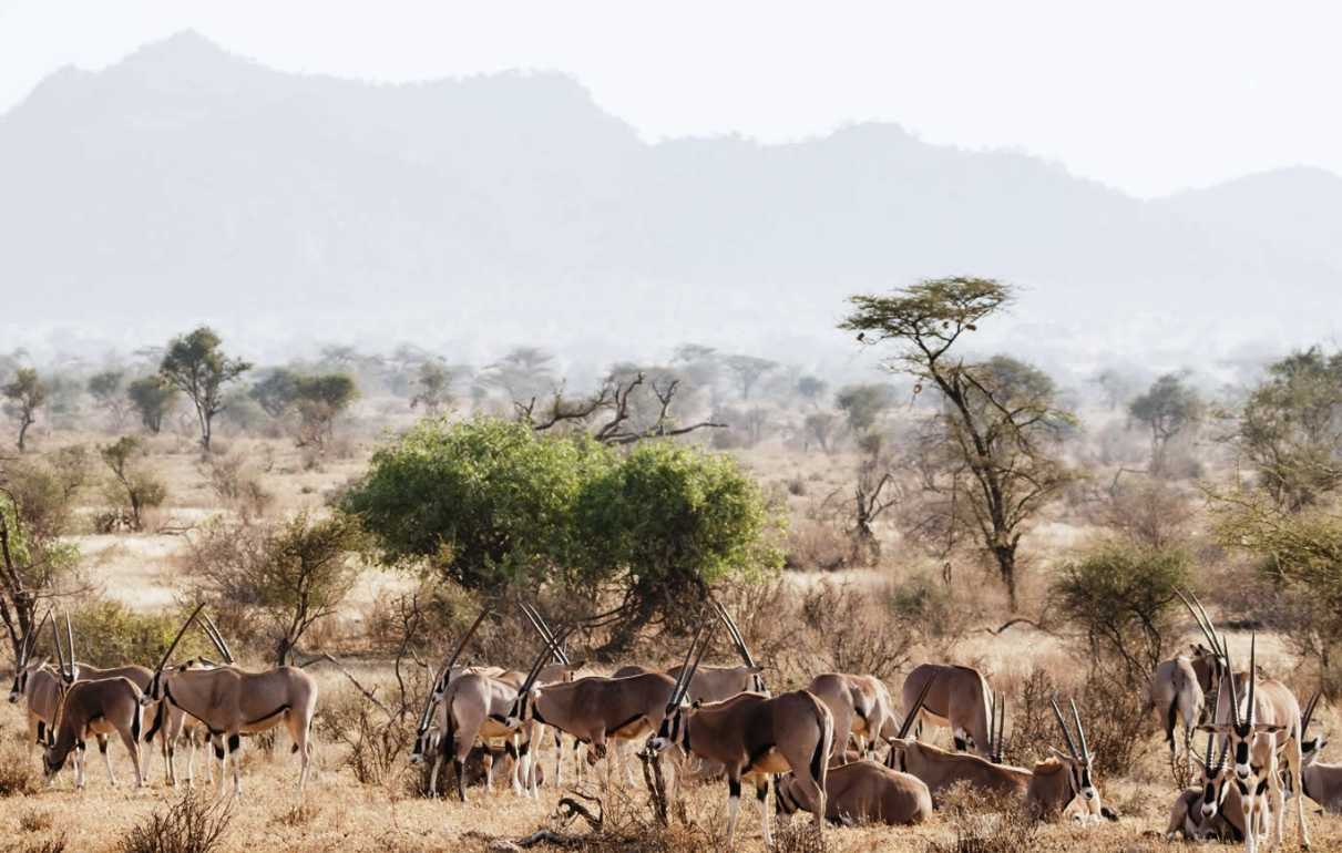 Explore Kenya’s Wild Heart: Masai Mara, Amboseli & Samburu Safari Adventures — Exploratory Glory ...